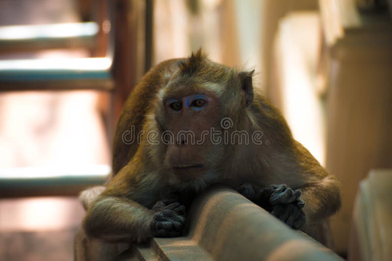 Monkey Alone in the Middle City Cheerfulness Stock Image - Image of ...