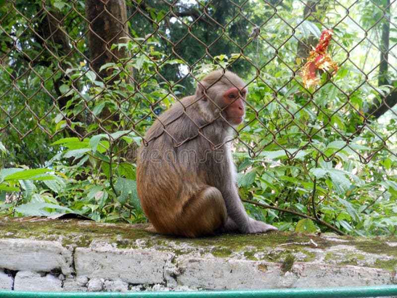Monkey Alone stock photo. Image of temple, sitting, jungle - 94469490