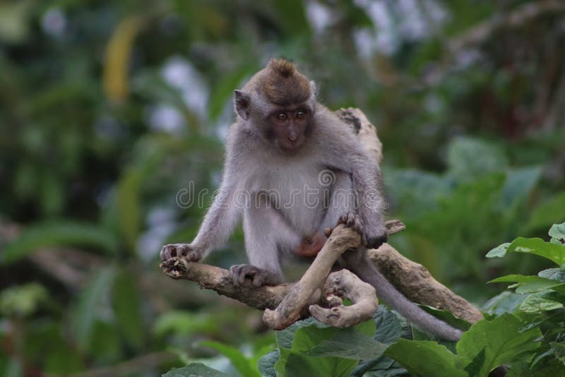 Monkey Alone in Tree Street Bali Now Stock Image - Image of bali, tree ...