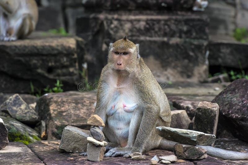 Angkor Wat monkey stock photo. Image of asia, mammal - 96932208