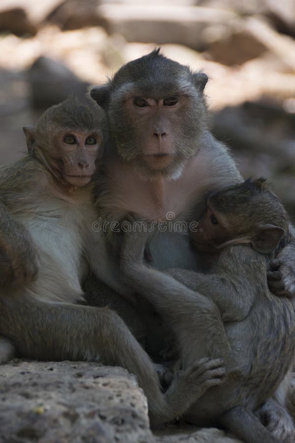 Monkey at Angkor Wat in Cambodia - Animal Stock Image - Image of animal ...