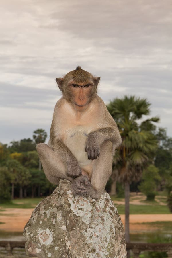 Monkey in the the Angkor Wat Temple Stock Image - Image of culture ...