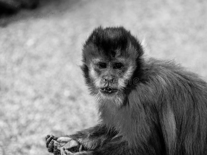 Angry Langur Monkey Stock Photos - Free & Royalty-Free Stock Photos ...