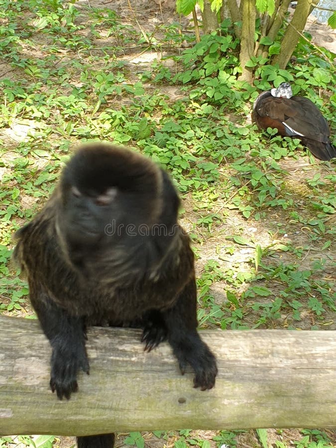 Monkey in the Animal Forest, Ubud, Bali Island. Stock Photo - Image of ...