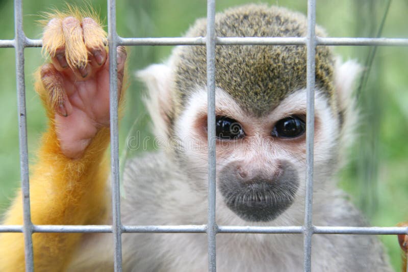 Monkey Thinking Finger Mouth Stock Photos - Free & Royalty-Free Stock ...