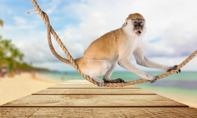 Monkey stock image. Image of wildlife, orangutan, studio - 60352787