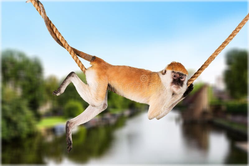 Monkey stock photo. Image of shot, wildlife, orange, young - 61559704