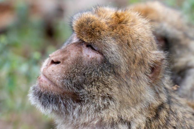 Monkey in an Animal Park in Germany Stock Image - Image of adorable ...