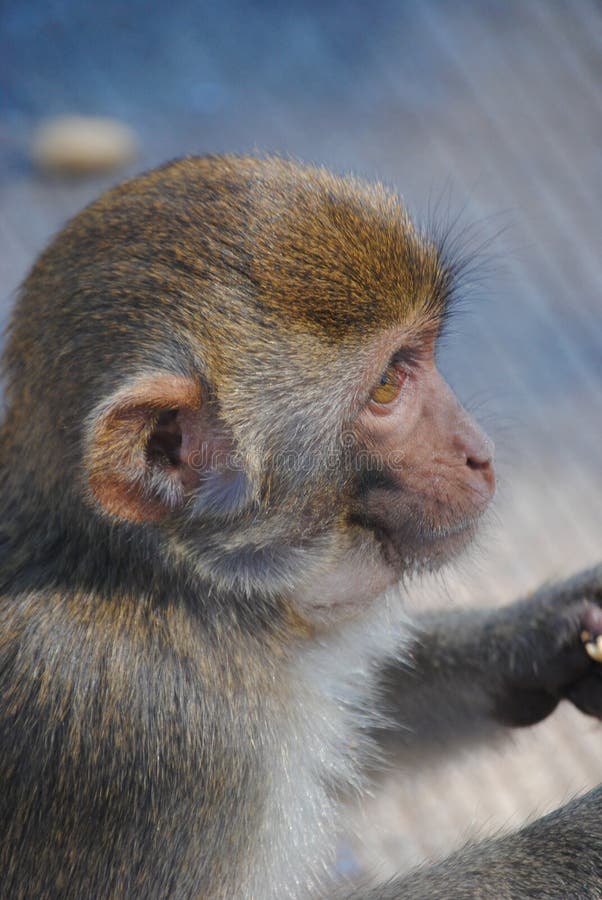 Monkey stock image. Image of hair, monkey, snout, fauna - 42736871
