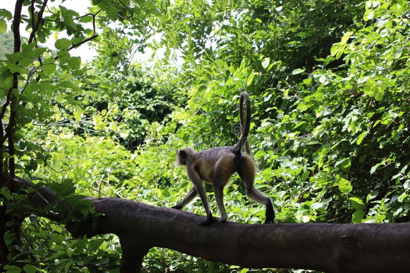Monkey Animal Mating and daily Activities on the Branch of the Tree ...
