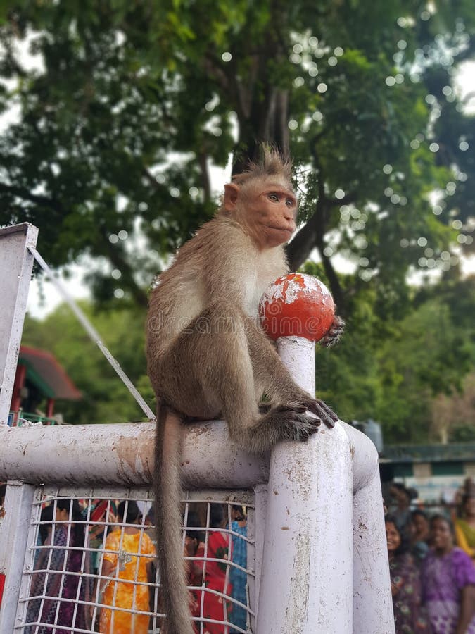 Monkey editorial photography. Image of shoot, animals - 152469957