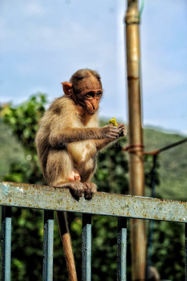 Monkey Animals in Nature Eating Food Stock Image - Image of primate ...