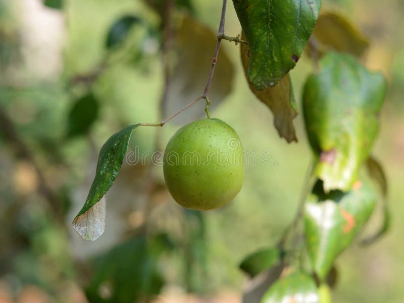 395 Monkey Apple Tree Stock Photos - Free & Royalty-Free Stock Photos ...