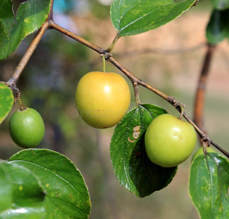 Monkey apple. stock photo. Image of yellow, juicy, leaves - 35372480