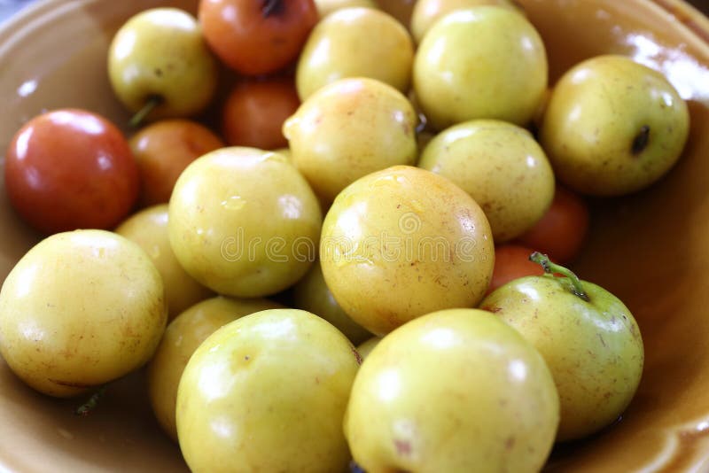 Monkey apple fruit stock image. Image of jujubes, sweet - 58265337