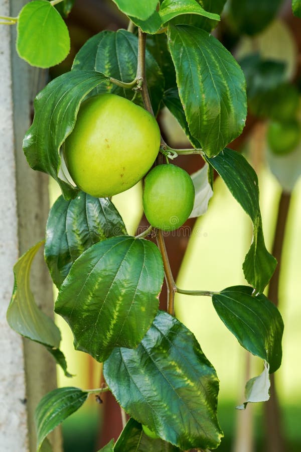 349 Monkey Apple Tree Stock Photos - Free & Royalty-Free Stock Photos ...