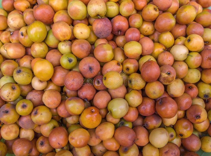 Monkey Apple Fruits in Market Stock Photo - Image of nature, green ...
