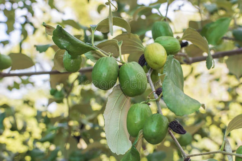 Monkey Apple Green Fruit on Tree Stock Photo - Image of tropical, fruit ...