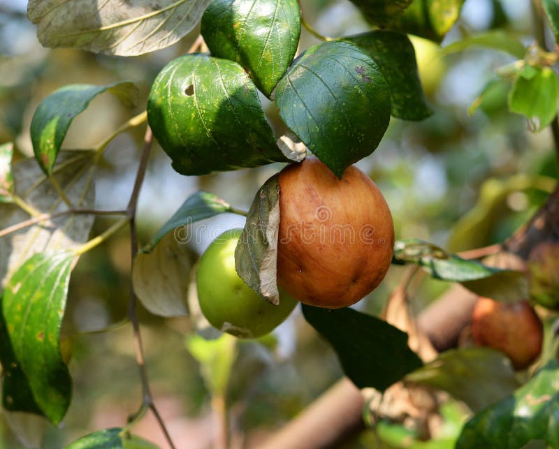 395 Monkey Apple Tree Stock Photos - Free & Royalty-Free Stock Photos ...