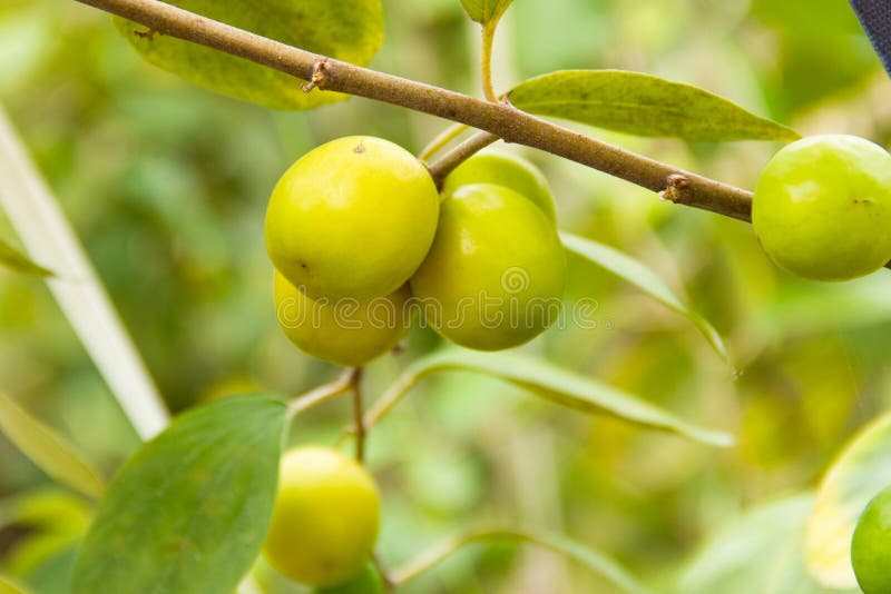 343 Monkey Apple Tree Stock Photos - Free & Royalty-Free Stock Photos ...