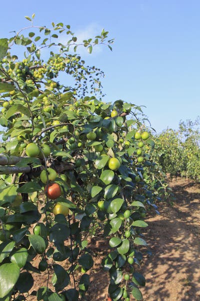 Monkey apple on the tree stock image. Image of healthy - 36149137