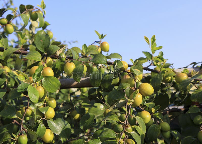 Monkey apple on the tree stock photo. Image of chinese - 36149256