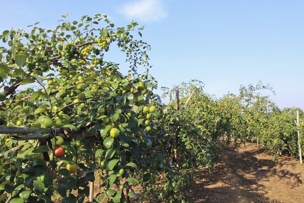 Monkey apple on the tree stock image. Image of ball, orchard - 36149277
