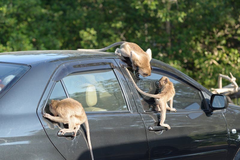 Monkey attack car stock photo. Image of face, animal - 83188550