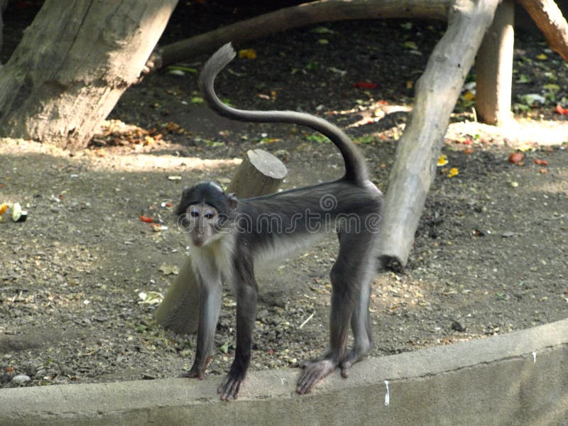 Monkey attack position stock photo. Image of macaque - 265125082
