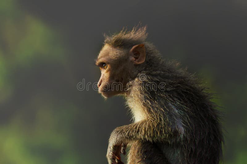 A monkey with an attitude stock image. Image of looks - 246230815