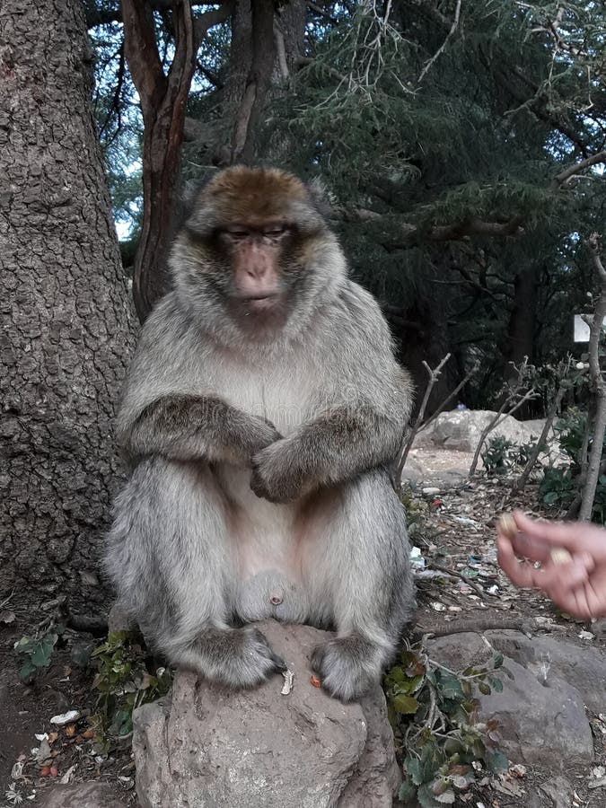 Monkey stock image. Image of maroc, natural, city, azrou - 106690979