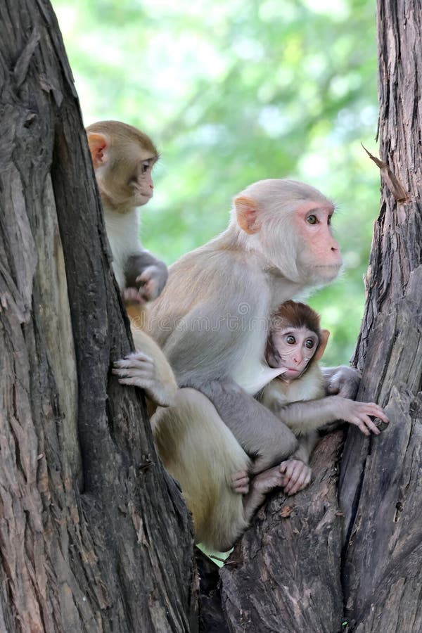 Monkey with Babies on the Tree. Animals in the Wild. India. Travel ...