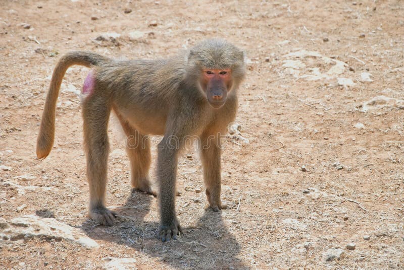 Monkey. stock image. Image of nature, hand, baboon, fingers - 63008379
