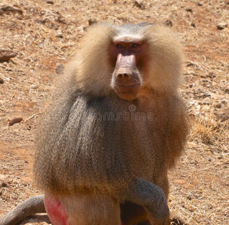 Hamadryad Monkey Sitting in the Zoo Cage Stock Photo - Image of ...