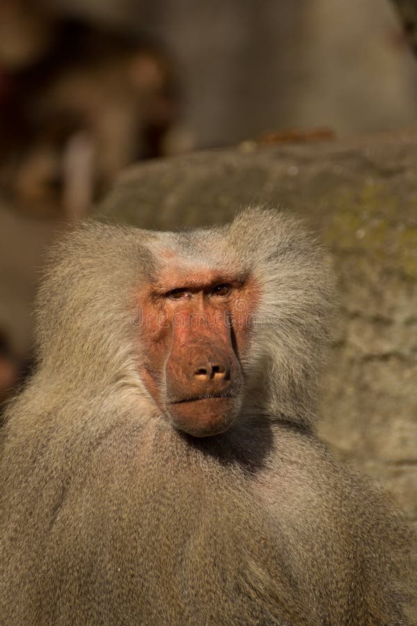 Monkey Baboon looking stock image. Image of primate, africa - 21399145