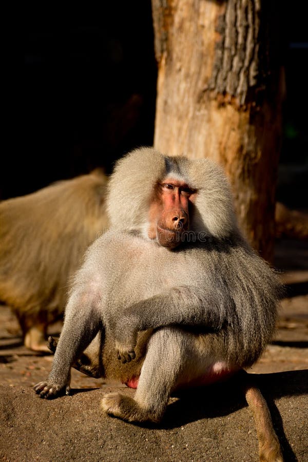 Monkey Baboon Looking Happy Stock Photo - Image of primate, mammal ...
