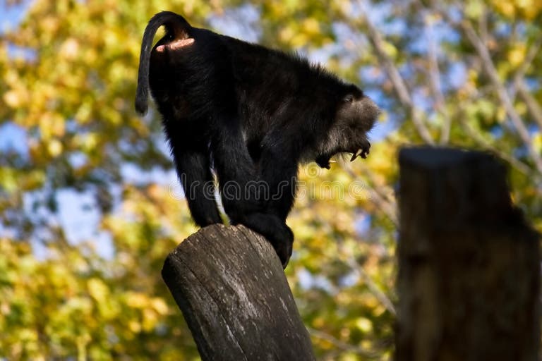 Monkey baboon screaming stock photo. Image of dynamic - 12020786