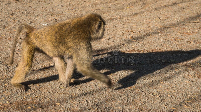 Monkey Baboons Near Lake Nakuru in Kenya Stock Image - Image of serious ...