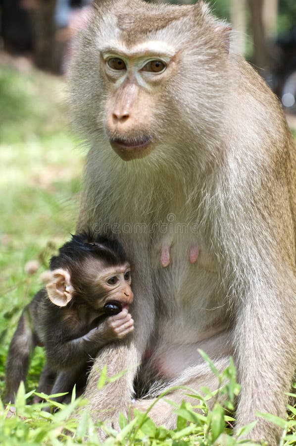 Baby Monkey with Mom stock image. Image of wildlife, outdoor - 11760915