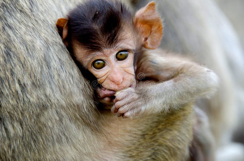 Baby monkey stock image. Image of little, brown, baby - 5911579