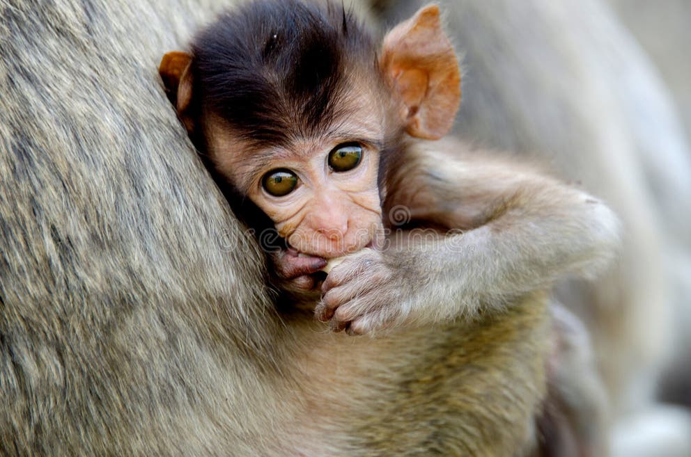 Monkey baby stock photo. Image of simian, infant, primitive - 19803452