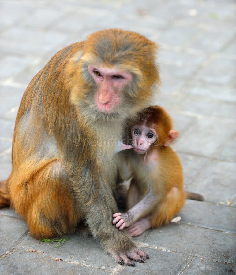 Monkey baby stock photo. Image of species, baby, eyes - 21561374