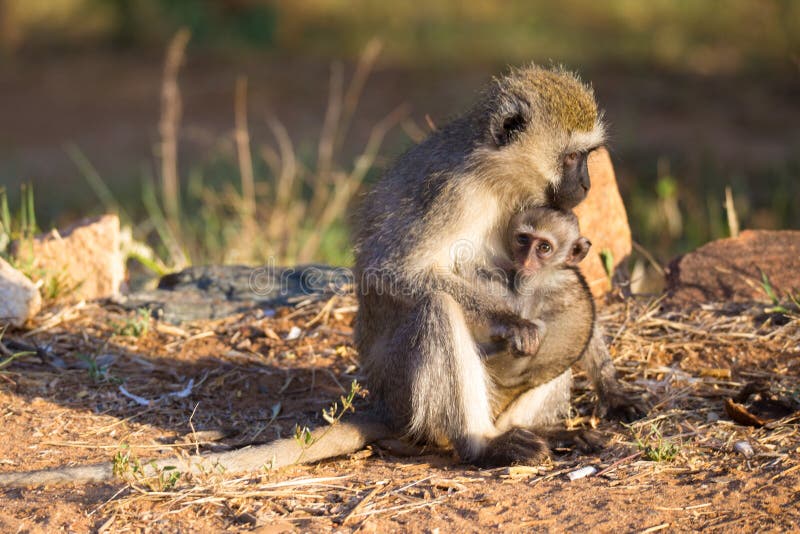 A Monkey with a Baby Monkey in the Arm Stock Image - Image of jungle ...