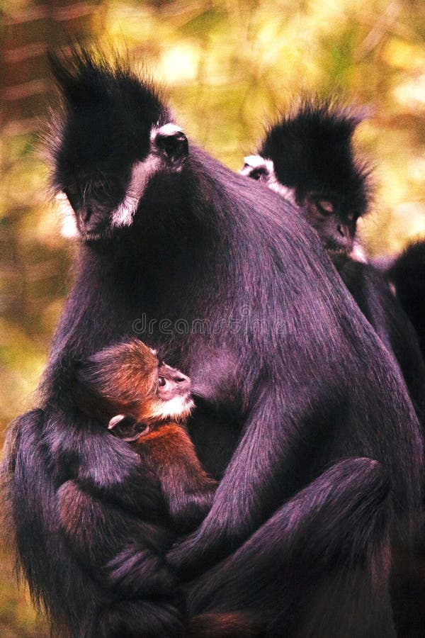 Monkey with the Baby in the Arms of Its Mother Stock Photo - Image of ...