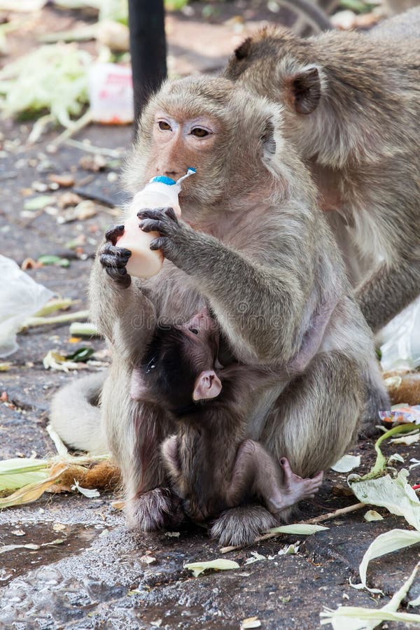 Monkey Drinking Milk in the Park Stock Image - Image of monkey ...