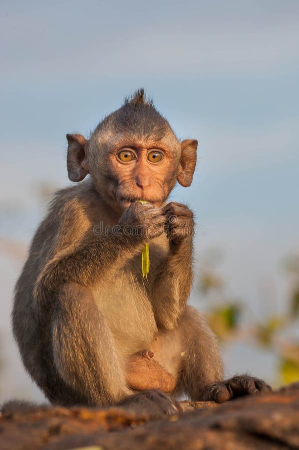 Monkey baby stock photo. Image of swinging, biped, swing - 50389776