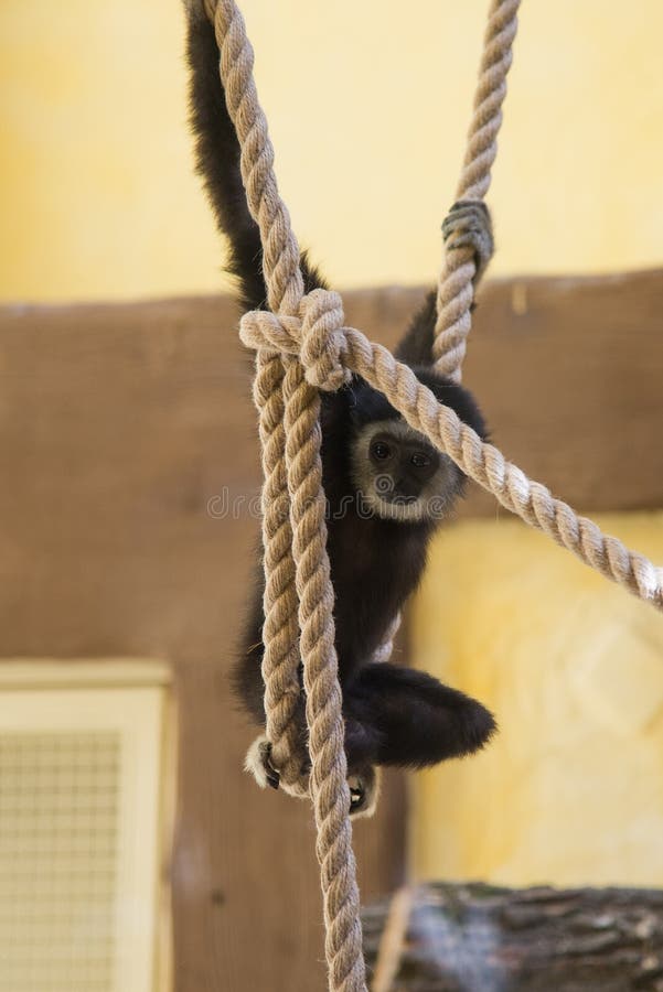 Monkey baby hang on rope stock image. Image of rope, hanging - 58311055
