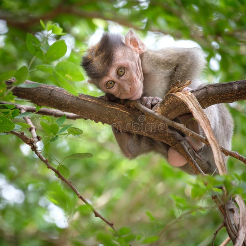 251 Baby Monkey Hanging Tree Branch Stock Photos - Free & Royalty-Free ...