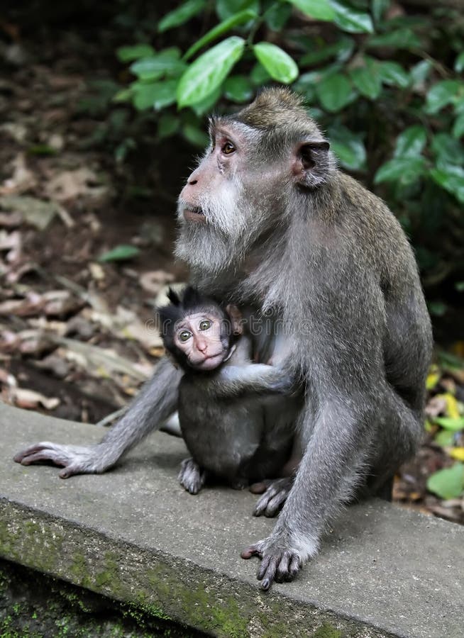 Monkey Baby with Her Mother Stock Photo - Image of expressive, hold ...