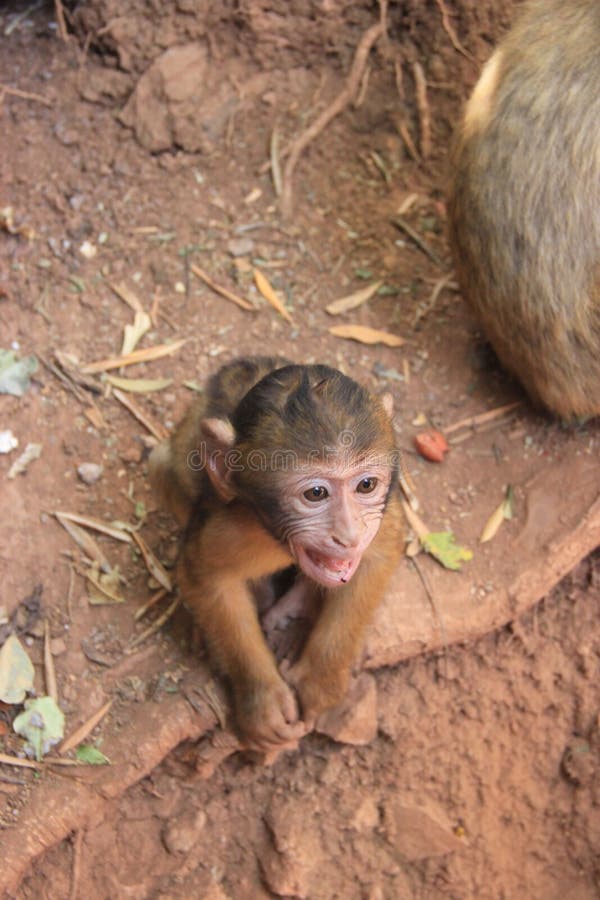 Baby Monkey Crying